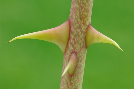 The Power of Thorn Changes | Circle Thrice